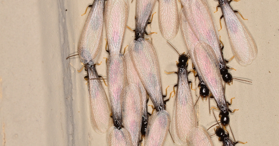 It's Termite Swarming Season: Here's What to Look For | Braman