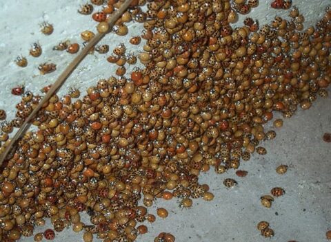 Finding Lots of Ladybugs in Your Home? Here's Why | Braman Pest