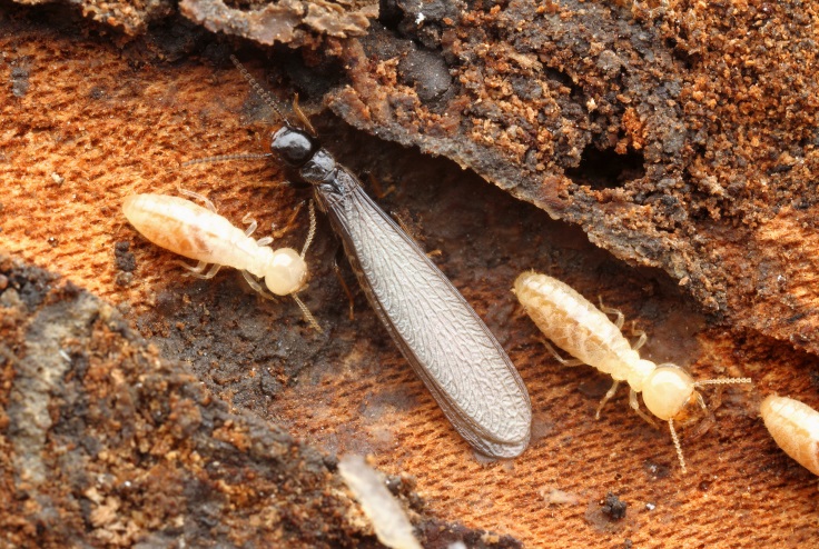 Termites | Braman Pest