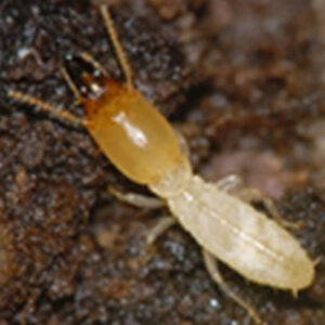 What You Need to Know as Termite Swarm Season Starts | Braman