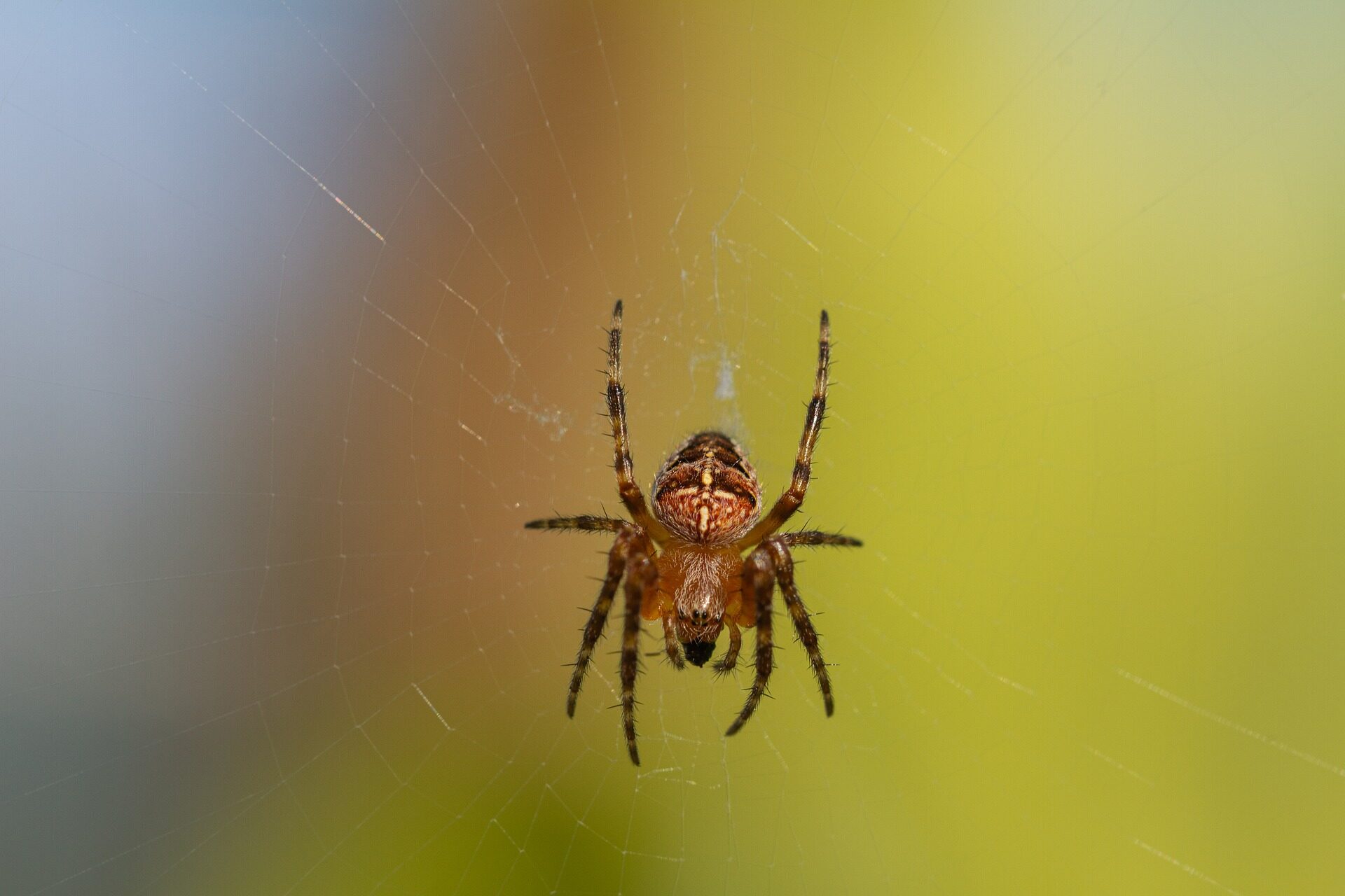Spiders Heading Indoors to Shelter and Breed | Braman Pest