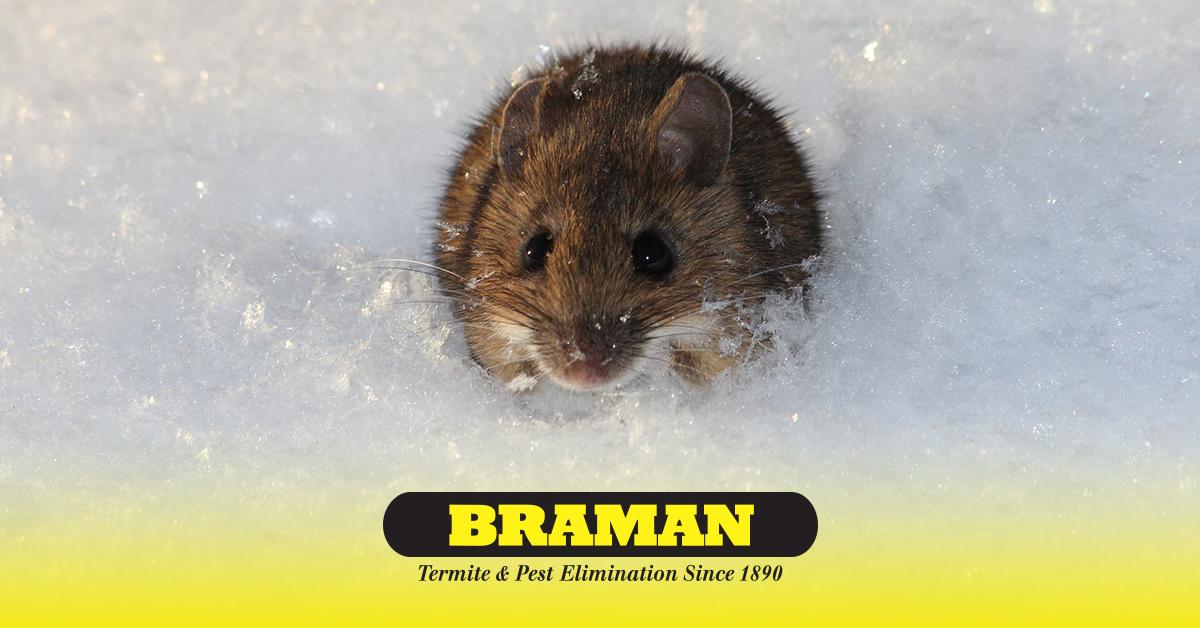 Holiday Pests: Not a Creature Was Stirring | Braman Pest