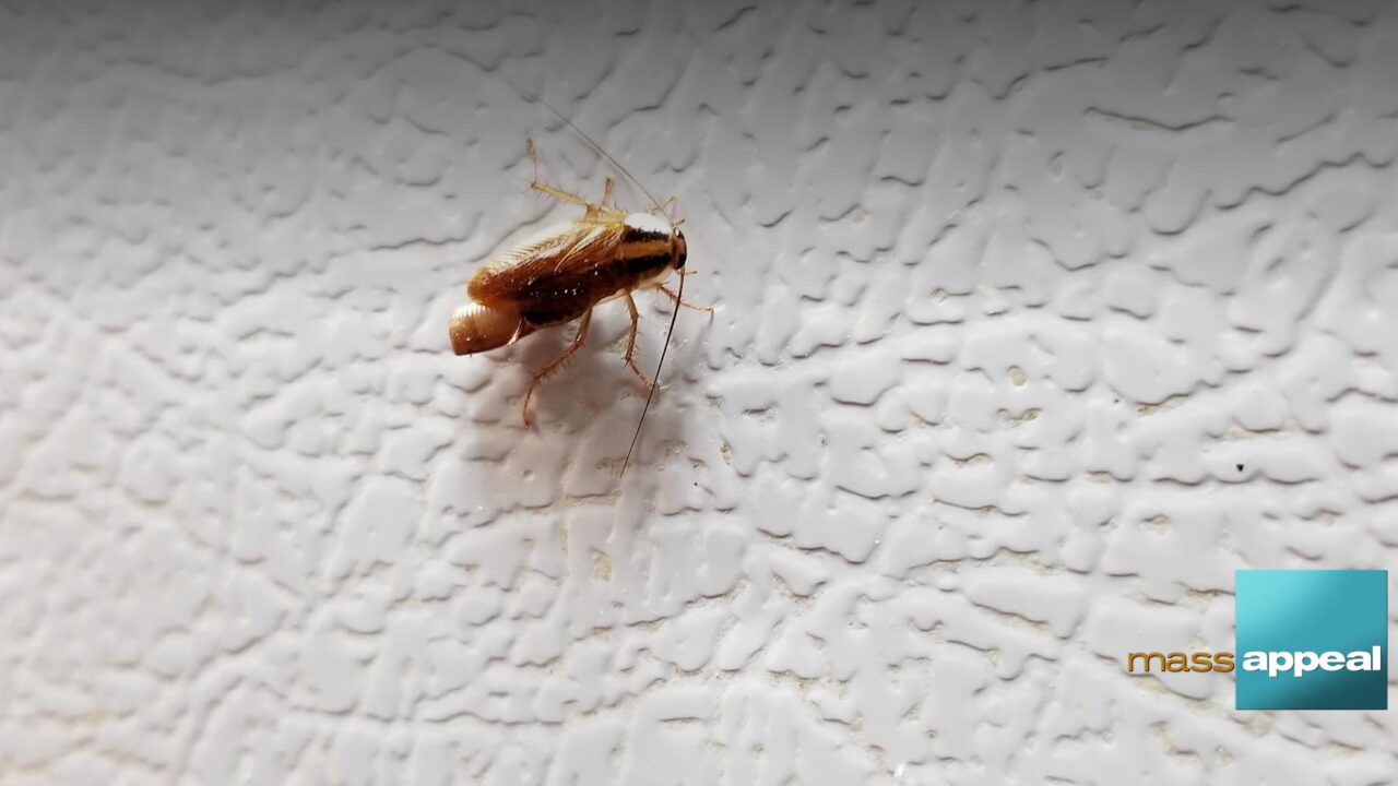 One of the most common bugs you’ll find in your home | Braman Termite ...