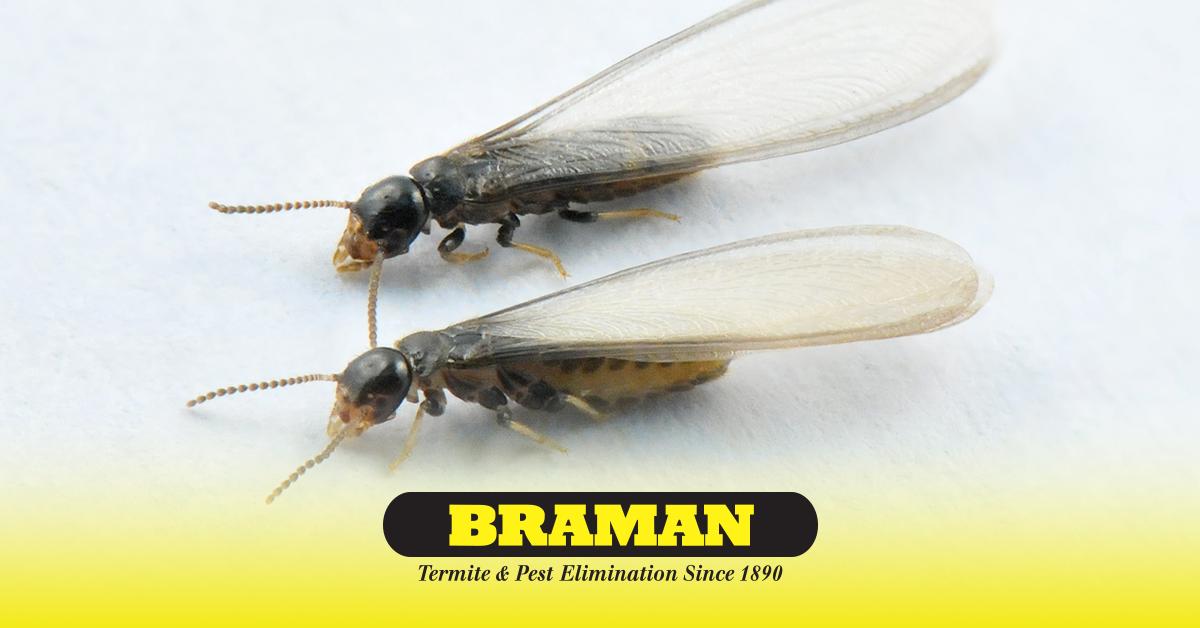 How to Spot a Termite Infestation | Braman Pest