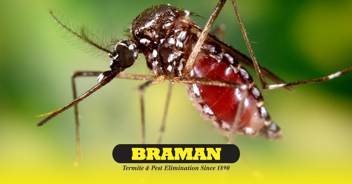 Observing National Pest Management Month | Braman Pest