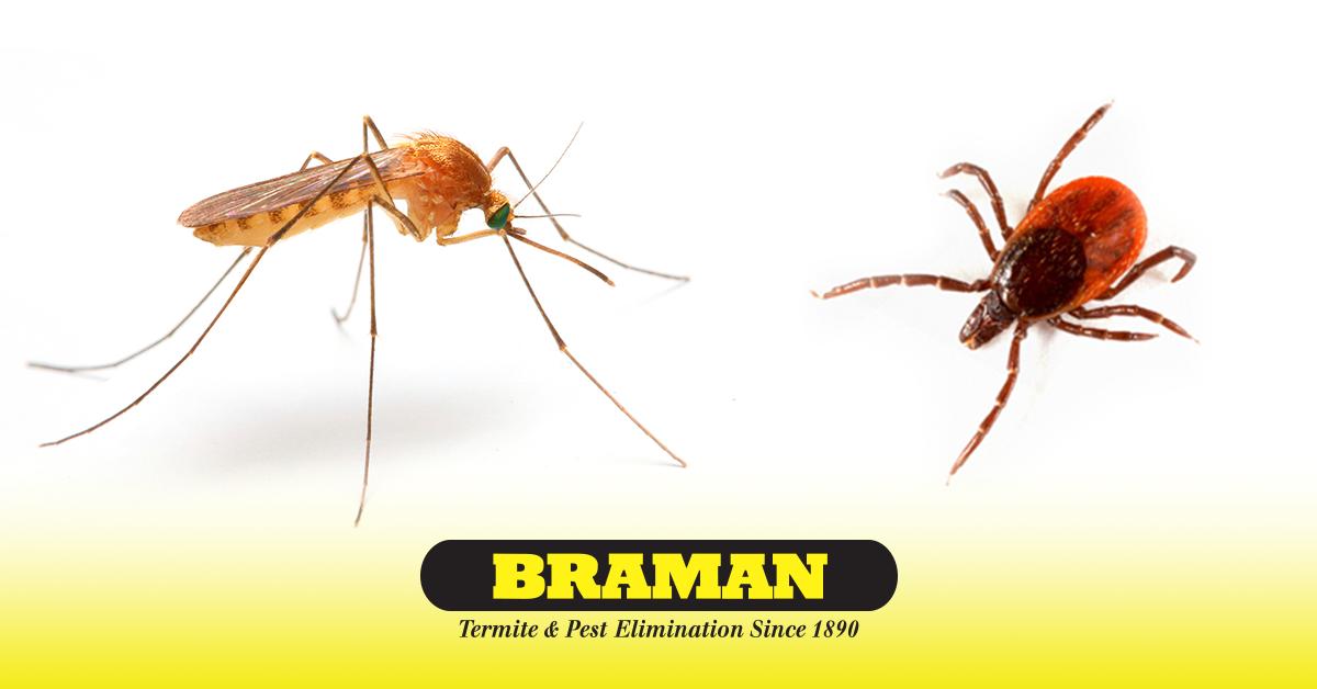 Tick and Mosquito Populations Starting to "Bloom" | Braman Pest