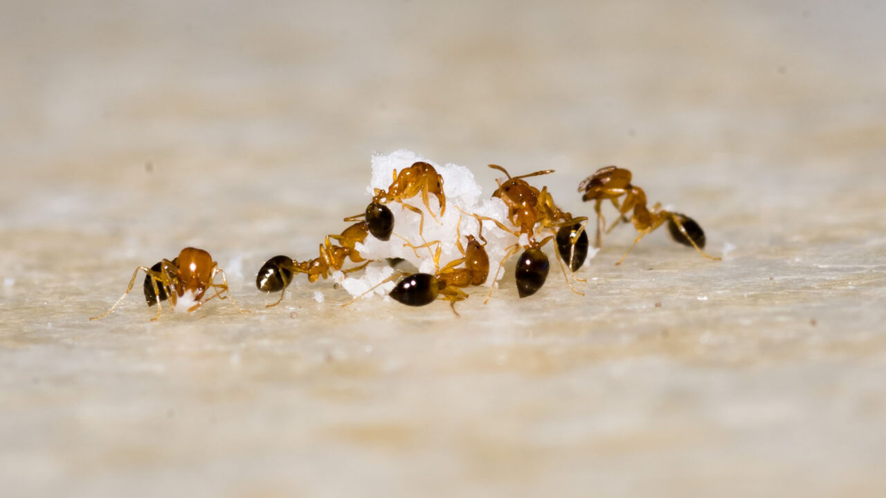 The Most Common Home Invader: Ants | Braman Pest