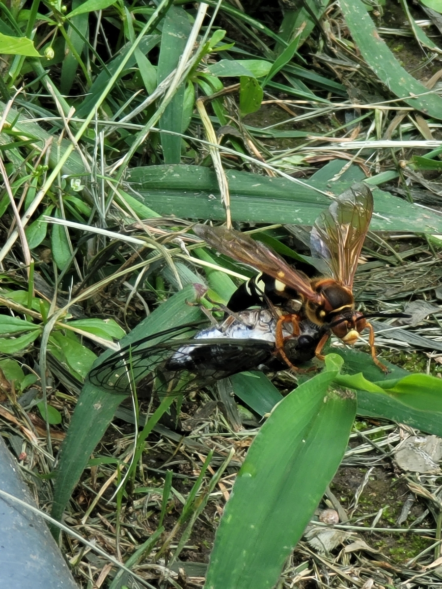 Cicada Killers: Not As Scary as They Sound | Braman Pest