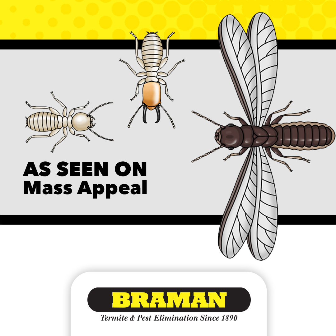 What You Need to Know as Termite Swarm Season Starts | Braman