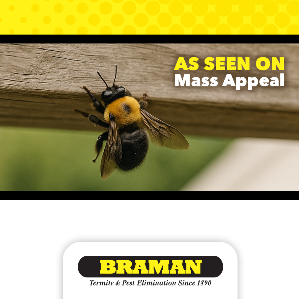 Spotting and Addressing Carpenter Bees on Your Property