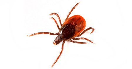 The Northeast tick population is booming